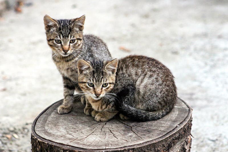 Two kittens sit on a log stock image. Image of animals - 284869555