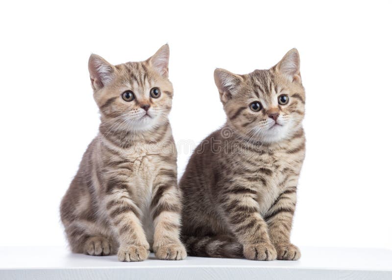 Two Kittens Cats Sitting Isolated on White Stock Image - Image of ...