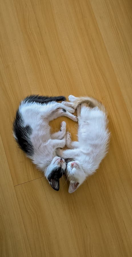 Two Kittens Sleeping with Love Stock Image - Image of animal, cats ...