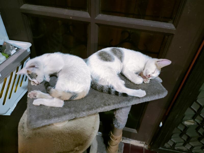 Two Kittens are Sleeping at Night because they are Tired of Playing ...