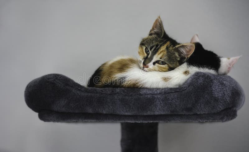 Two Kittens Sleeping Together in the Scratching Post. One Kitten is ...