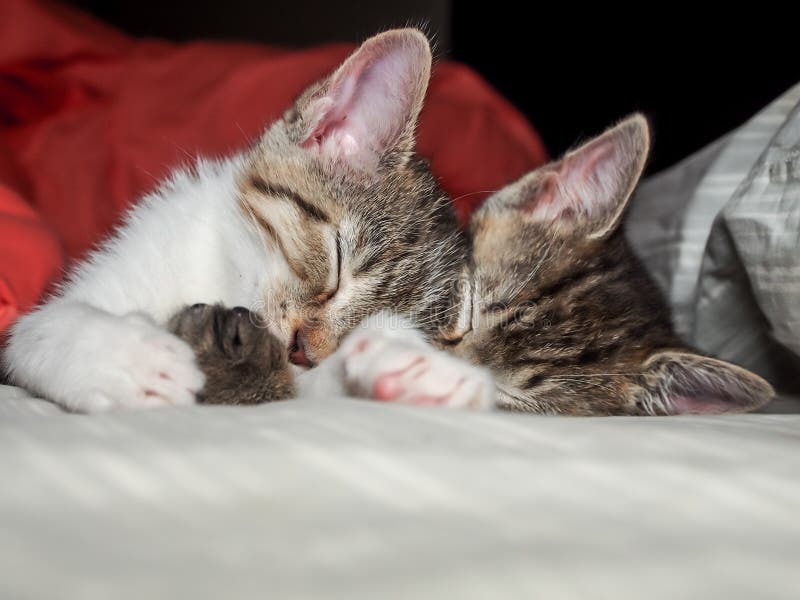 283 Snuggled Kittens Stock Photos - Free & Royalty-Free Stock Photos ...