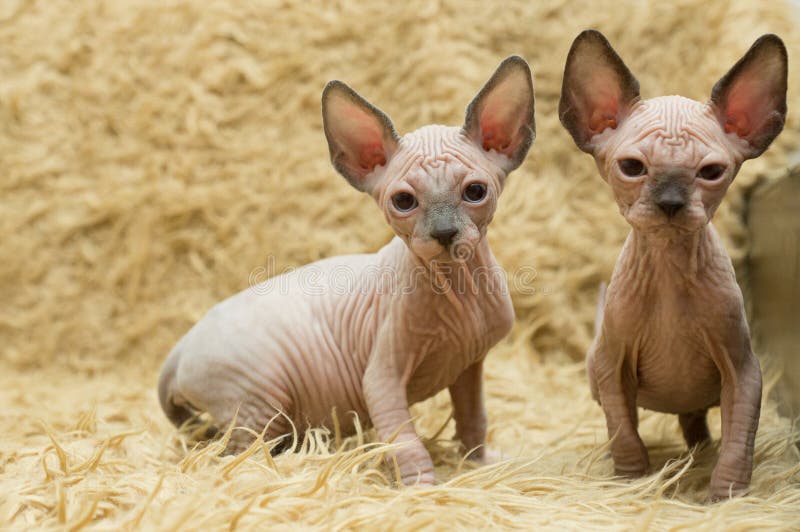 Two kittens of the Sphynx stock photo. Image of breed - 123332746