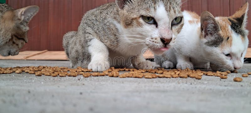 Two Kittens and Their Mother are Eating Together. Stock Photo - Image ...