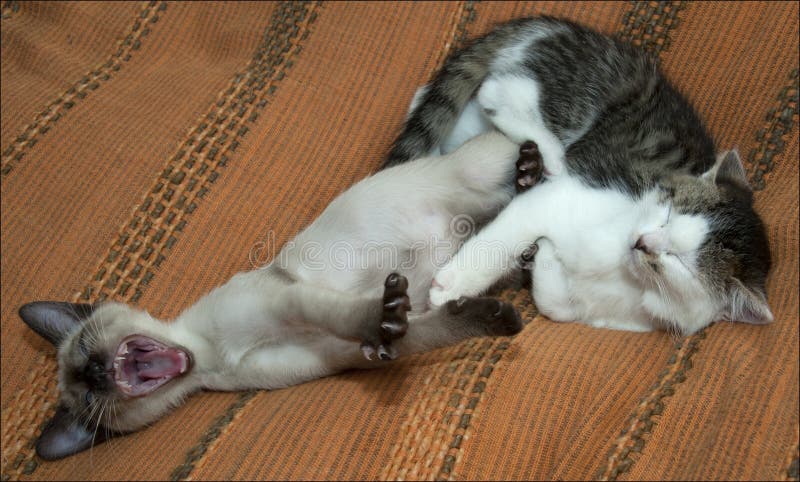 Two kittens together stock photo. Image of kitty, funny - 204745988