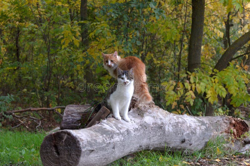 Fluffy Tail Skitty Stock Photos - Free & Royalty-Free Stock Photos from ...
