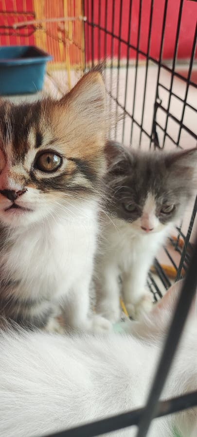 Two Kittens are Very Cute and One Like a Tiger Stock Image - Image of kittens, like: 279763845