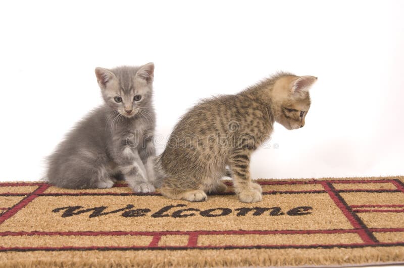 Kittens Welcome Stock Photos - Free & Royalty-Free Stock Photos from ...