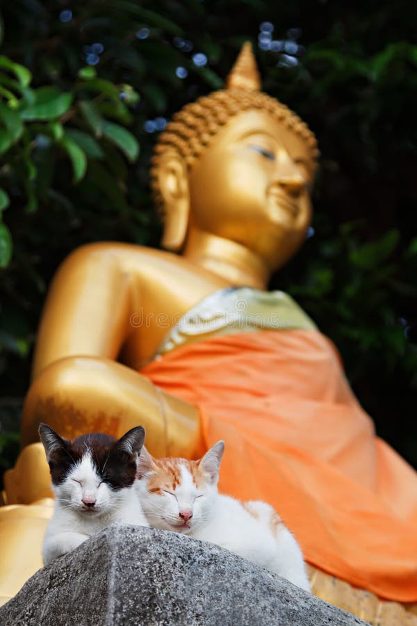 Zen Kitty Cat in Buddha Meditation Pose Stock Image - Image of yoga ...