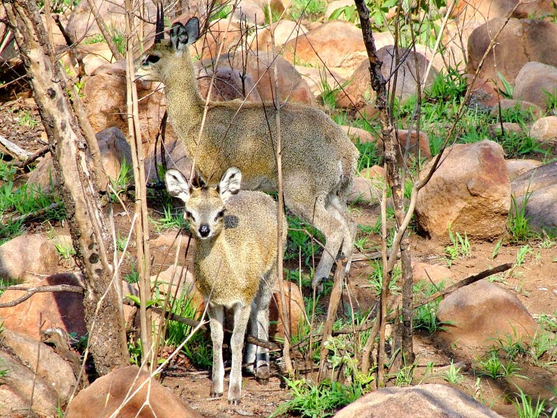 Klipspringer Standing on Mountain Stock Photo - Image of nature ...