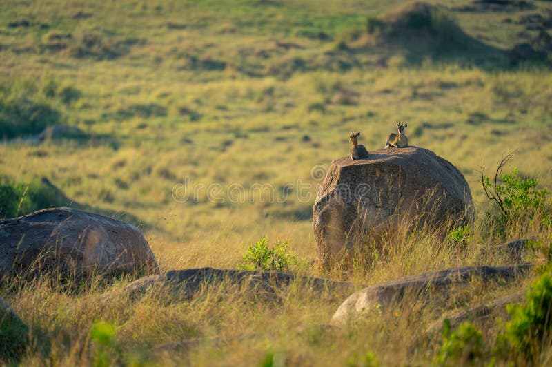 Two Klipspringers Lie on Kopje at Dawn Stock Image - Image of national ...