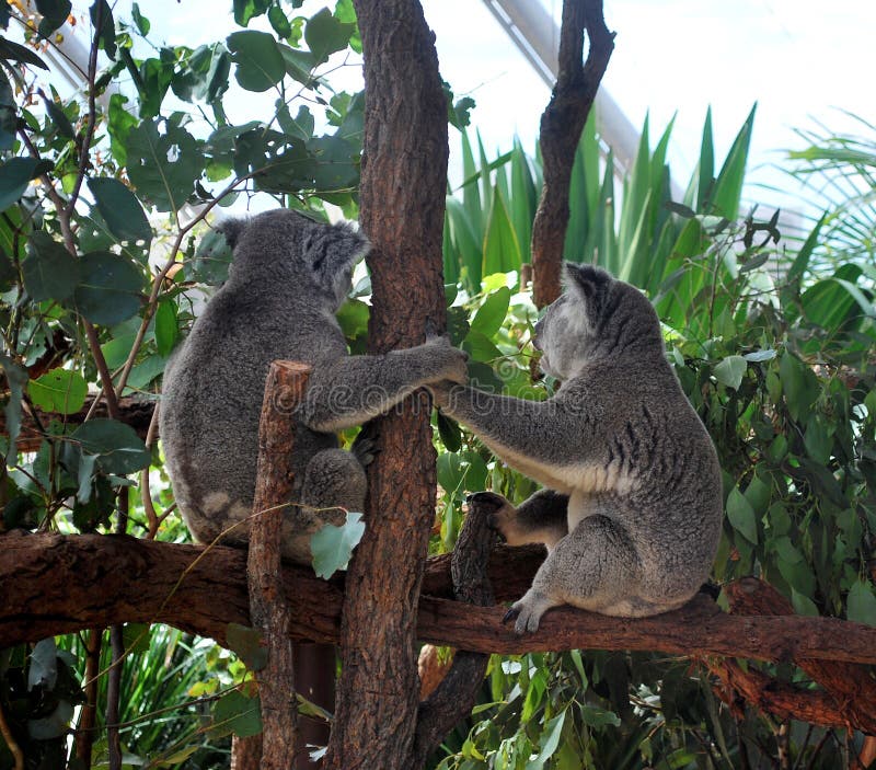 Two Koalas Holding Hands and Looking Away, Sitting on a Branch Stock ...