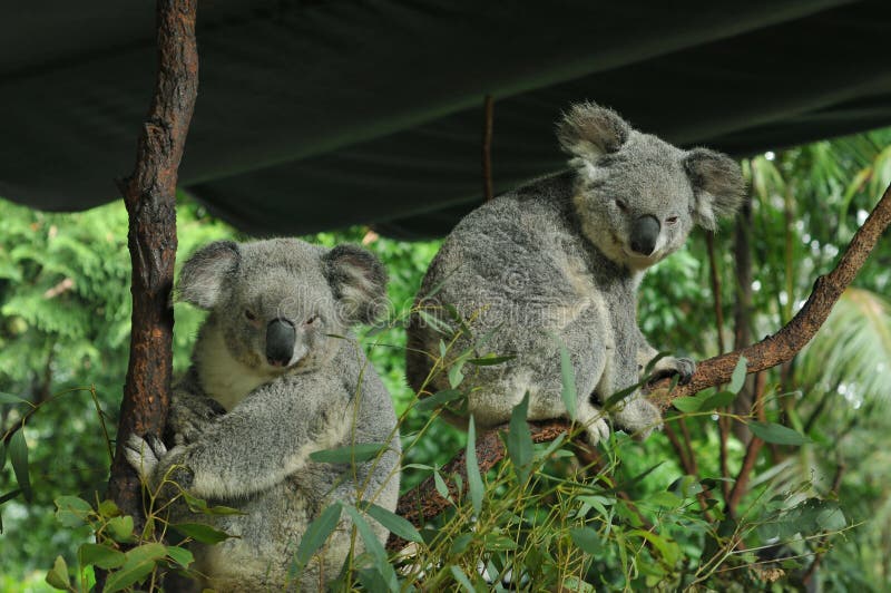 Two koalas stock photo. Image of animal, tree, leaves - 63532640