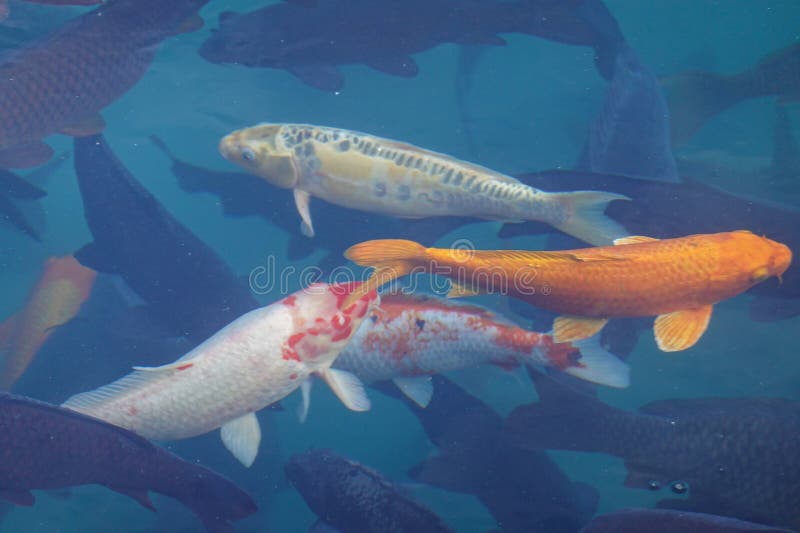 Animal Crossing Deep Sea Creatures Stock Photos - Free & Royalty-Free ...