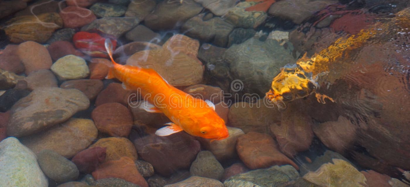 Looking Down Goldfish Pond Stock Photos - Free & Royalty-Free Stock ...