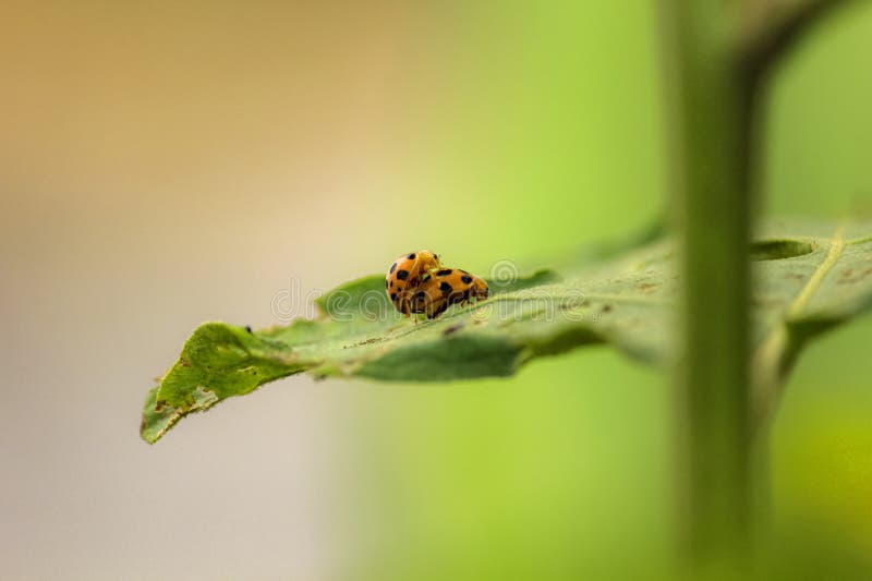 Two Koksi Beetles and a Leaf Stock Photo - Image of green, beauty ...