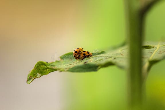 Two Koksi Beetles and a Leaf Stock Photo - Image of green, beauty ...