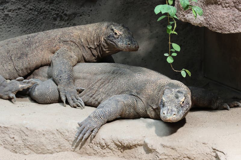 Two Komodo dragons in nest stock photo. Image of park - 333667222
