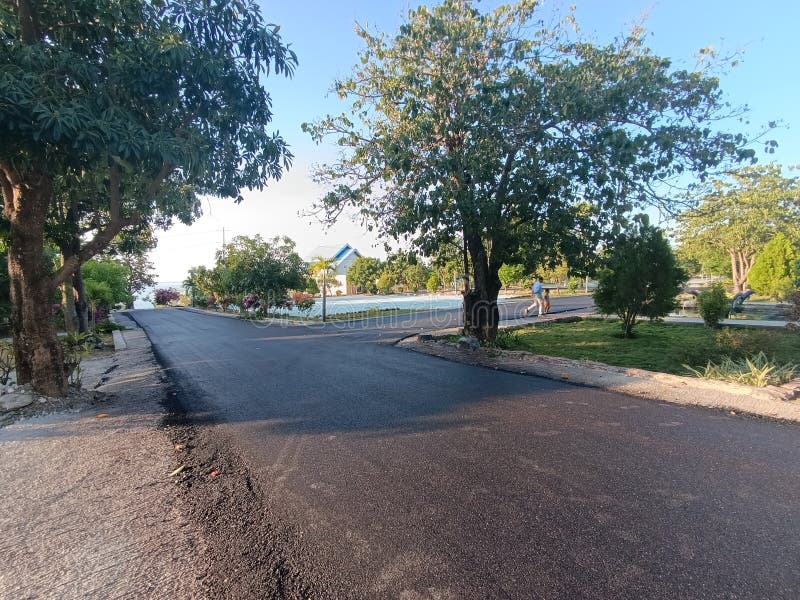 Two Kosambi Trees Flanking the Road on a Bright Morning Stock Image ...