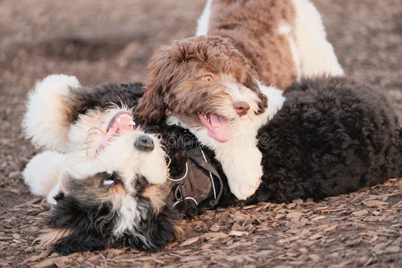 Labradoodles Playing Together on the Ground Stock Image - Image of park ...