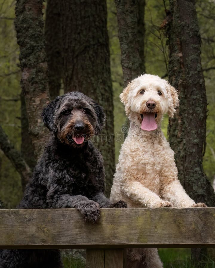 Two Labradoodles Posing on the Back of a Bench Stock Image - Image of ...