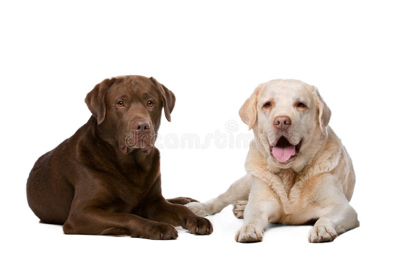 Two Labrador Dogs Play at Home, Bite, Growl, Attack Each Other Stock ...