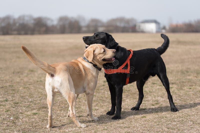 Two Labrador Dogs Playing in the Park Stock Image - Image of happy ...