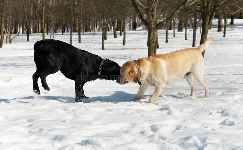 Two Labrador Dogs at Winter Stock Image - Image of doggy, snout: 17405383