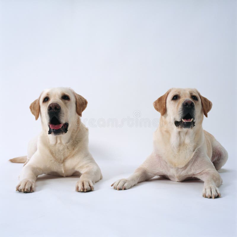 Two Family Dogs Relaxing on the Lawn Stock Photo - Image of color ...