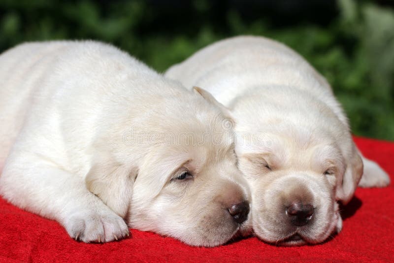 Two labrador puppies stock image. Image of sweet, play - 25360917
