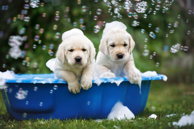 Two Labrador Puppies Getting Washed in a Blue Basin with Soap and ...