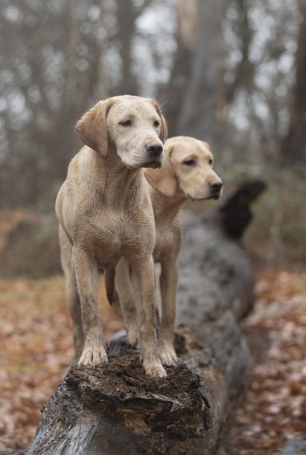 Two Labrador Puppies on a Log in the Forest Stock Image - Image of ...