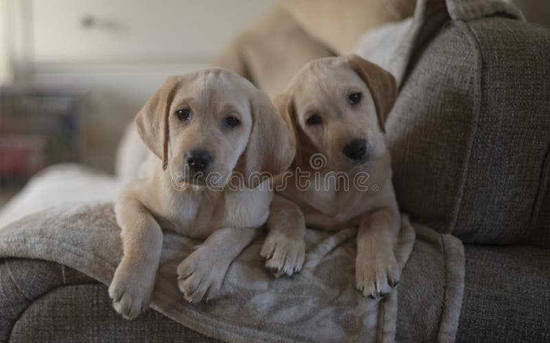 Two Labrador Puppies on the Sofa Stock Photo - Image of labrador, sofa ...