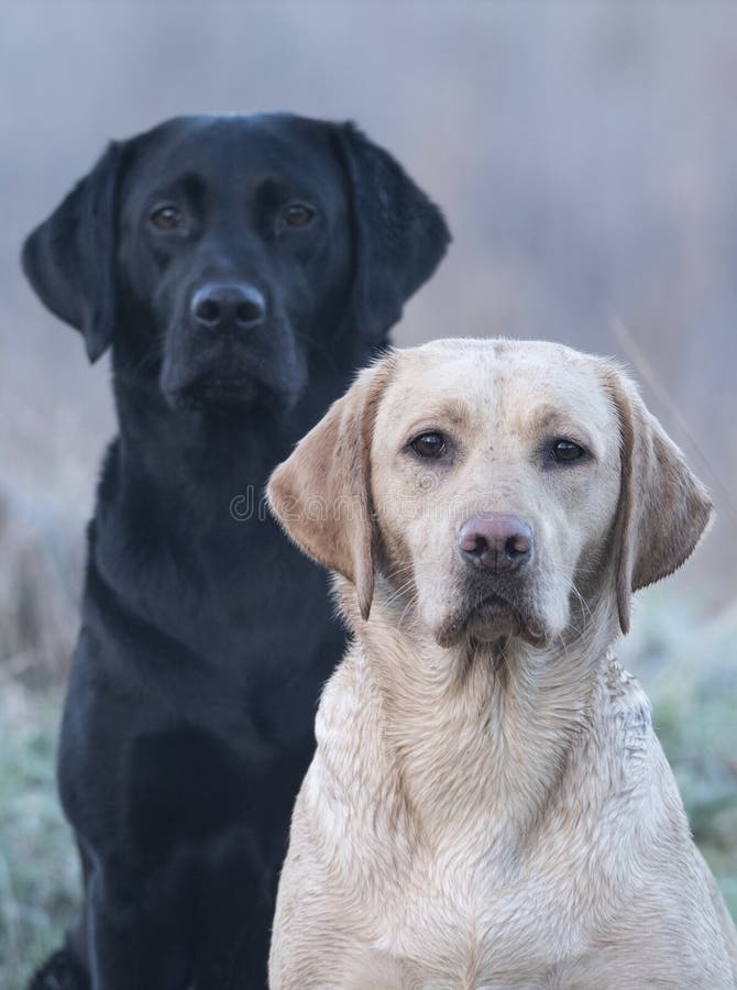 Two Labrador Pups Sat Outside Stock Image - Image of nose, terrier ...
