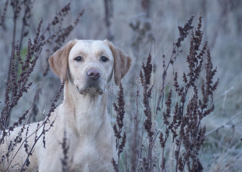 Ta Labrador Dog Outside in Winter Stock Image - Image of winter, snow ...