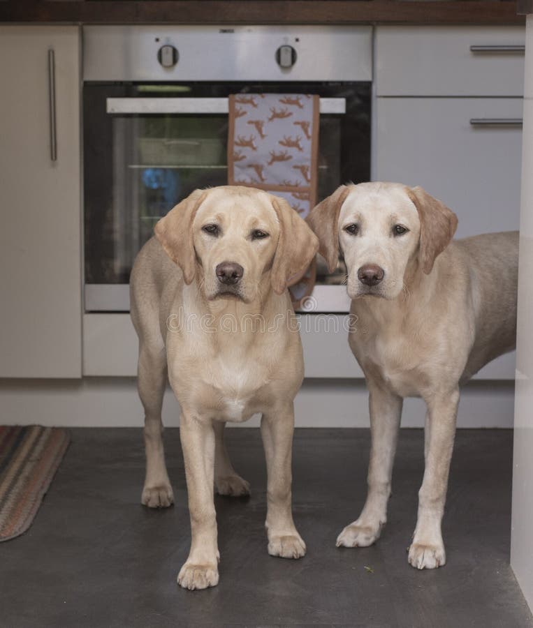 Two Labrador Pups Standing in the Doorway Stock Image - Image of ...