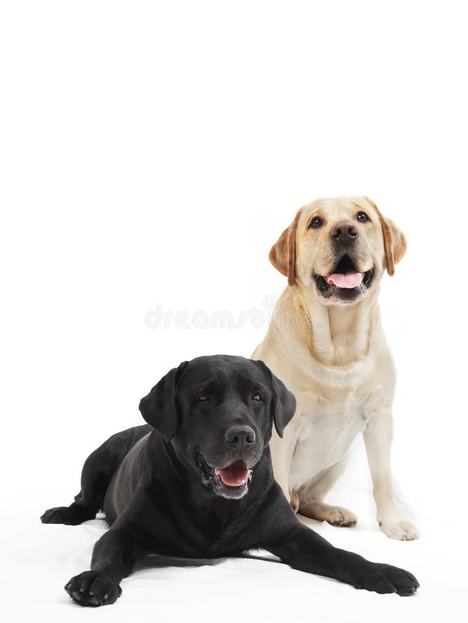 Puppy Labrador stock photo. Image of brown, isolated, blond - 9083954