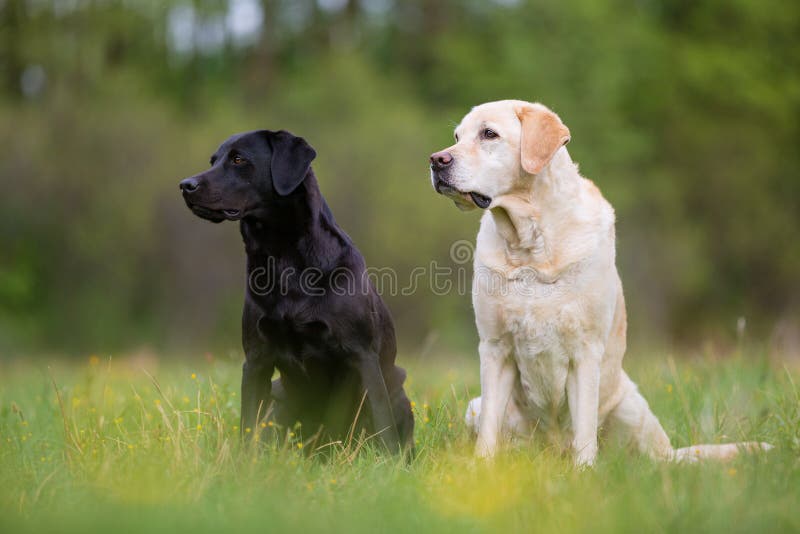 Two Labrador Retriever Dogs Stock Image - Image of grass, working ...