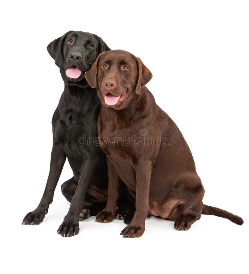 Two Labrador Retriever Dogs Sitting Together Stock Image - Image of ...