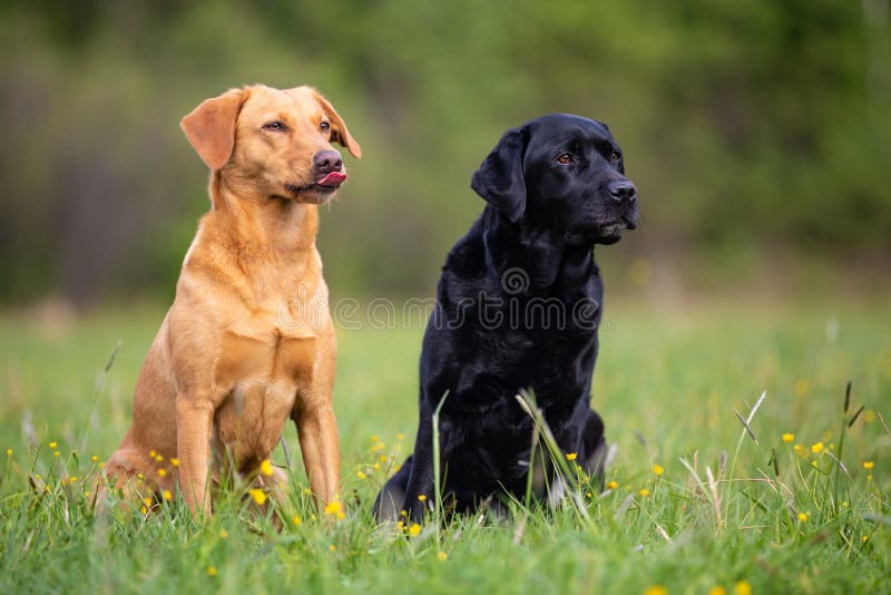 Two Labrador Retriever Dogs Stock Image - Image of portrait, mammal ...
