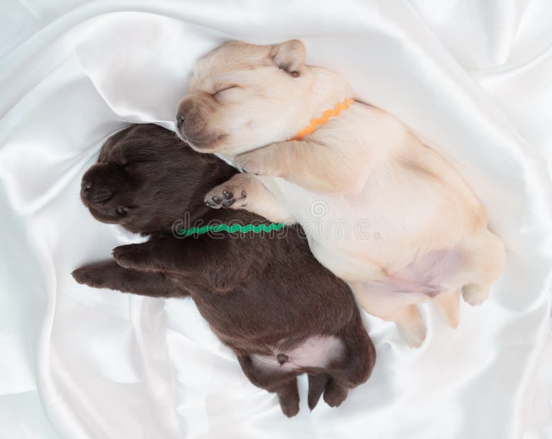 Two Labrador Retriever Puppies Stock Image - Image of baby, cute: 35804177