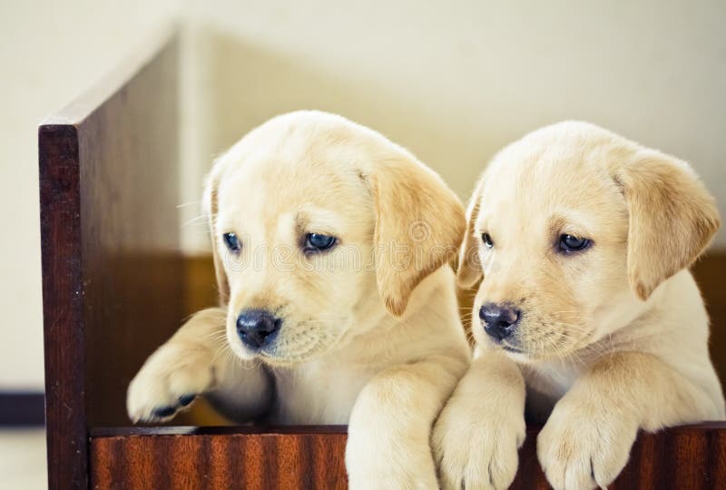 Yellow lab puppies stock image. Image of baby, canine - 12132011