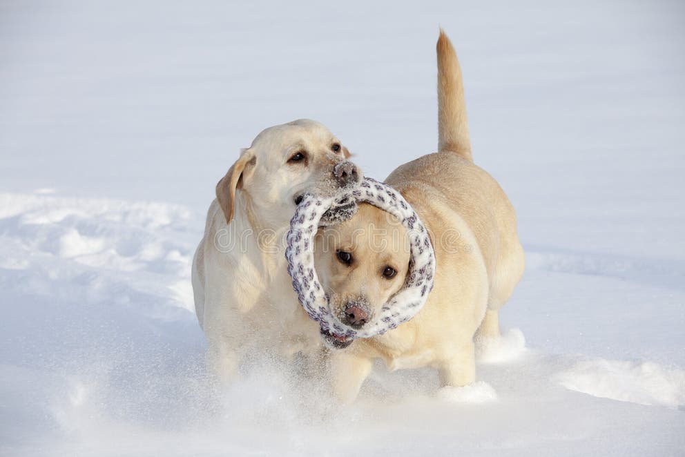 Two Labrador Retrievers stock photo. Image of labrador - 28454984