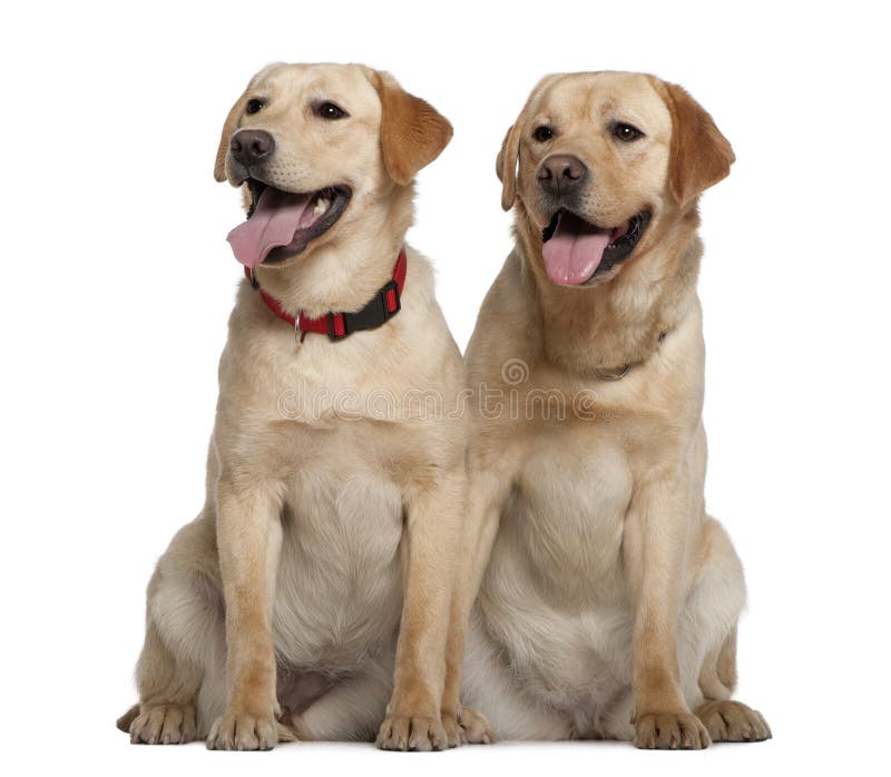 Two Labrador Retrievers Sitting Stock Photo - Image of isolated, people ...