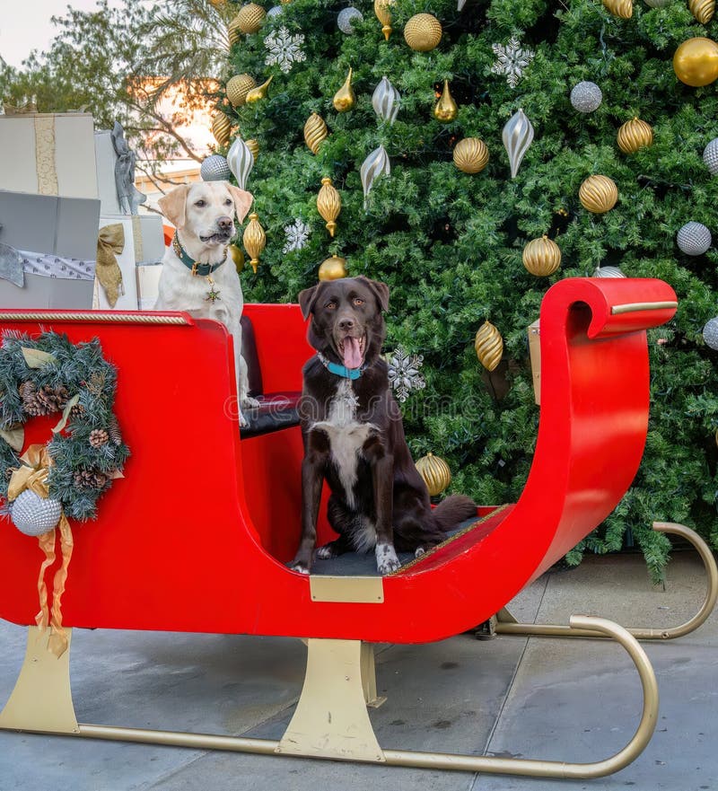 Two Labrador Retrievers Sitting in a Sleigh by a Christmas Tree Stock ...