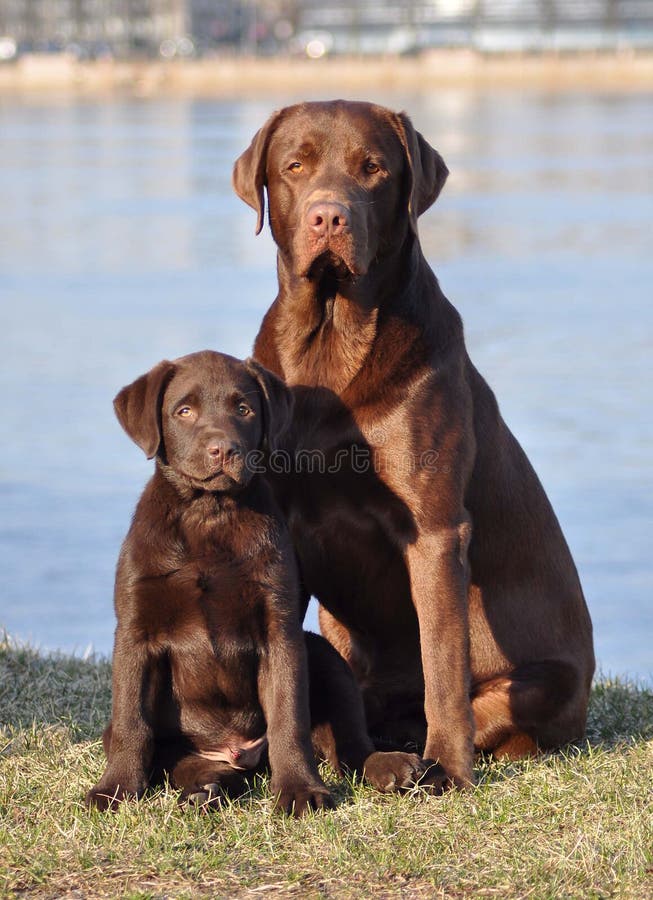 Two Labrador Retrievers in the Summer Stock Photo - Image of sitting ...