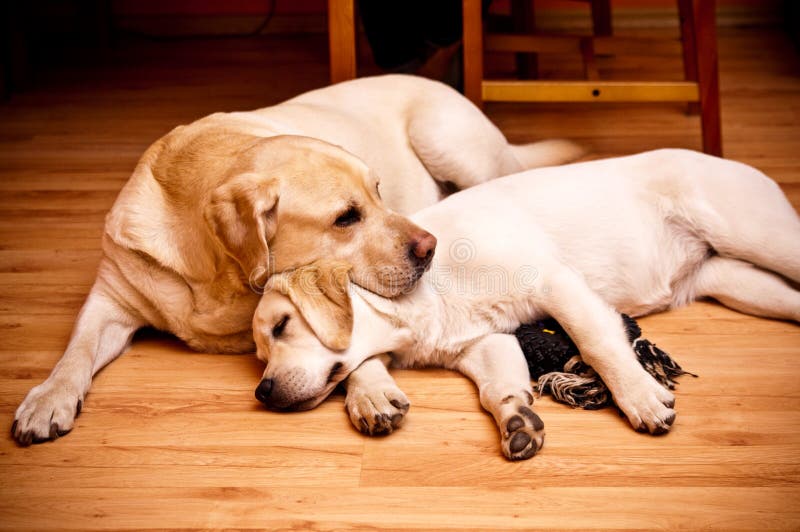 Two labradors stock image. Image of labrador, purebred - 14099803