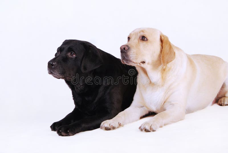 Two Labradors, Black and Yellow Stock Photo - Image of black, companion ...
