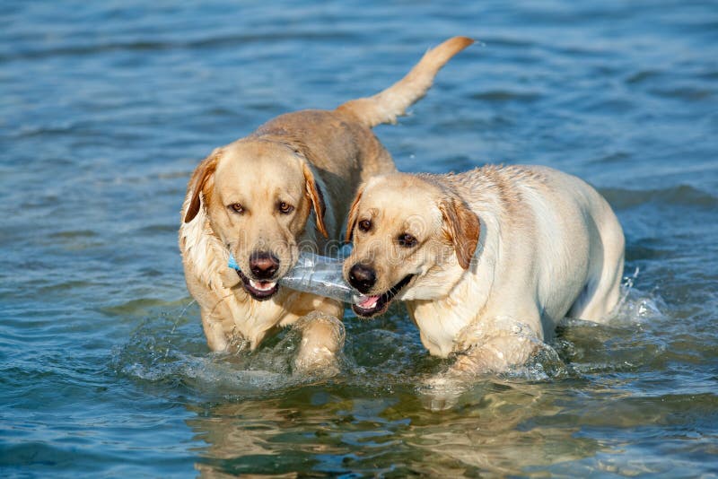 Two Labradors at sea stock image. Image of male, breed - 17559991