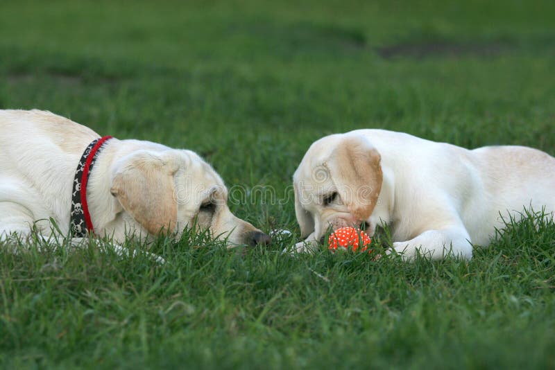 Two Labradors Playing with a Ball Stock Photo - Image of grass, ball ...